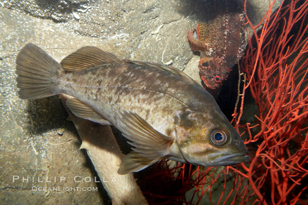 Grass Rockfish