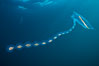 Salp chain and diver, open ocean, Cyclosalpa affinis photo, San Diego ...