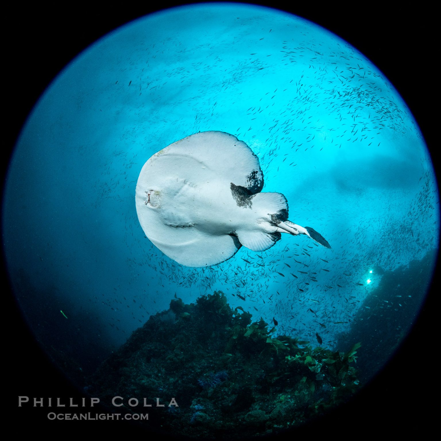 Torpedo Ray at Farnsworth Banks, Catalina Island, California – Natural ...