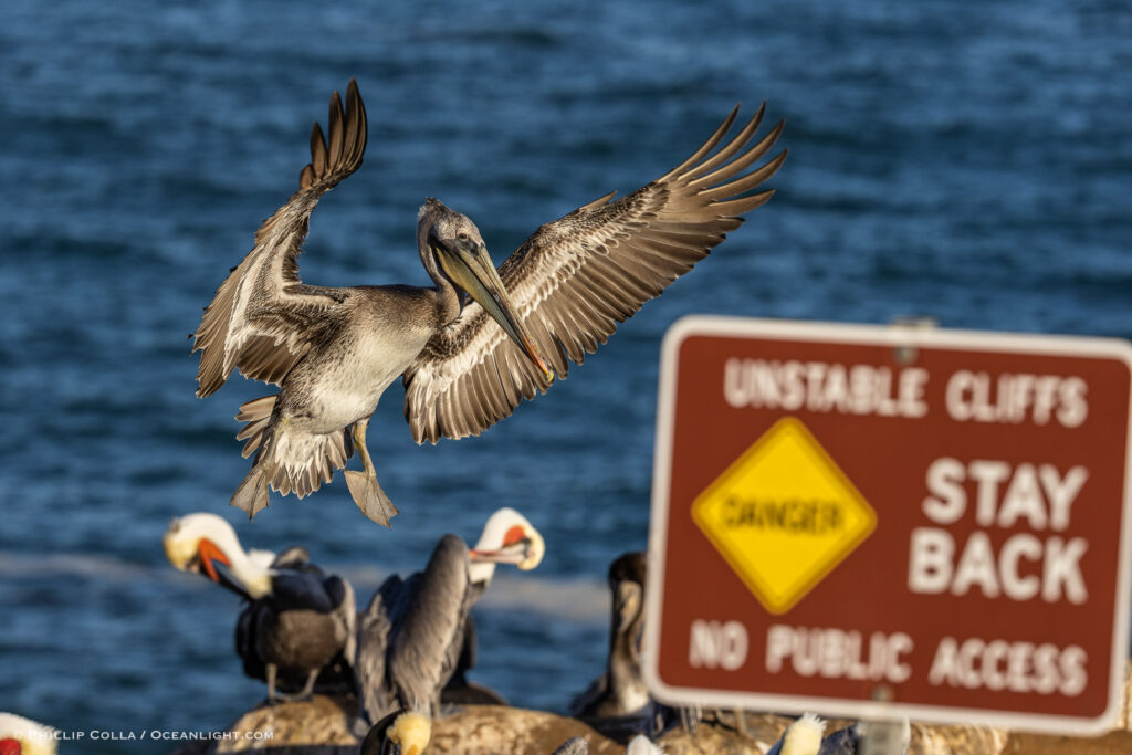 Some of my Favorite Cluttered Pelican Images – Natural History ...