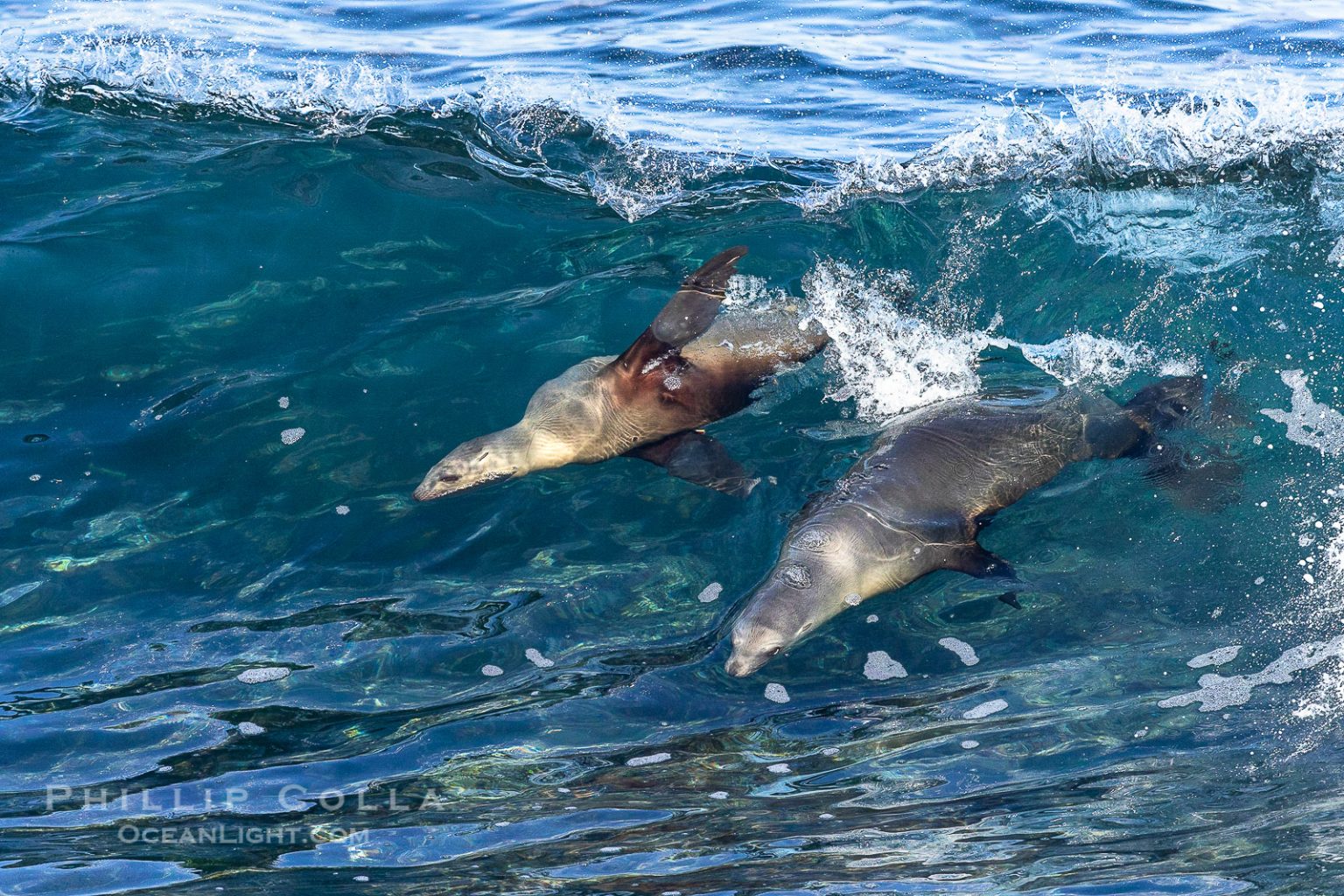 La Jolla’s Amazing Body Surfing Sea Lions – Natural History Photography ...