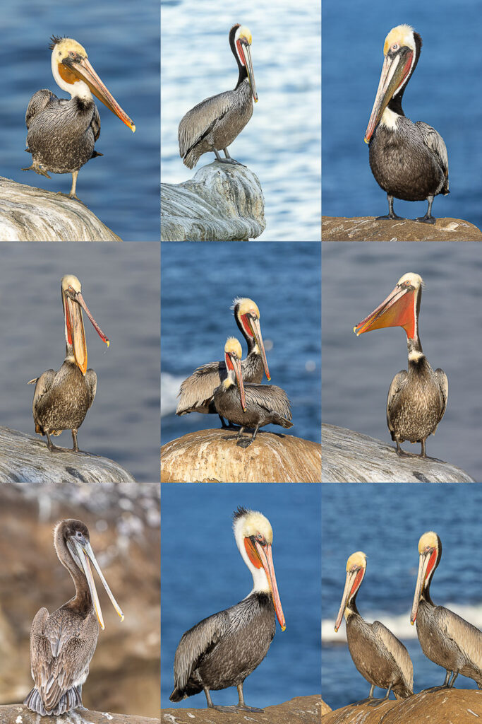 The Best Ever La Jolla Brown Pelican Winter Season Ever, Ever – Natural ...