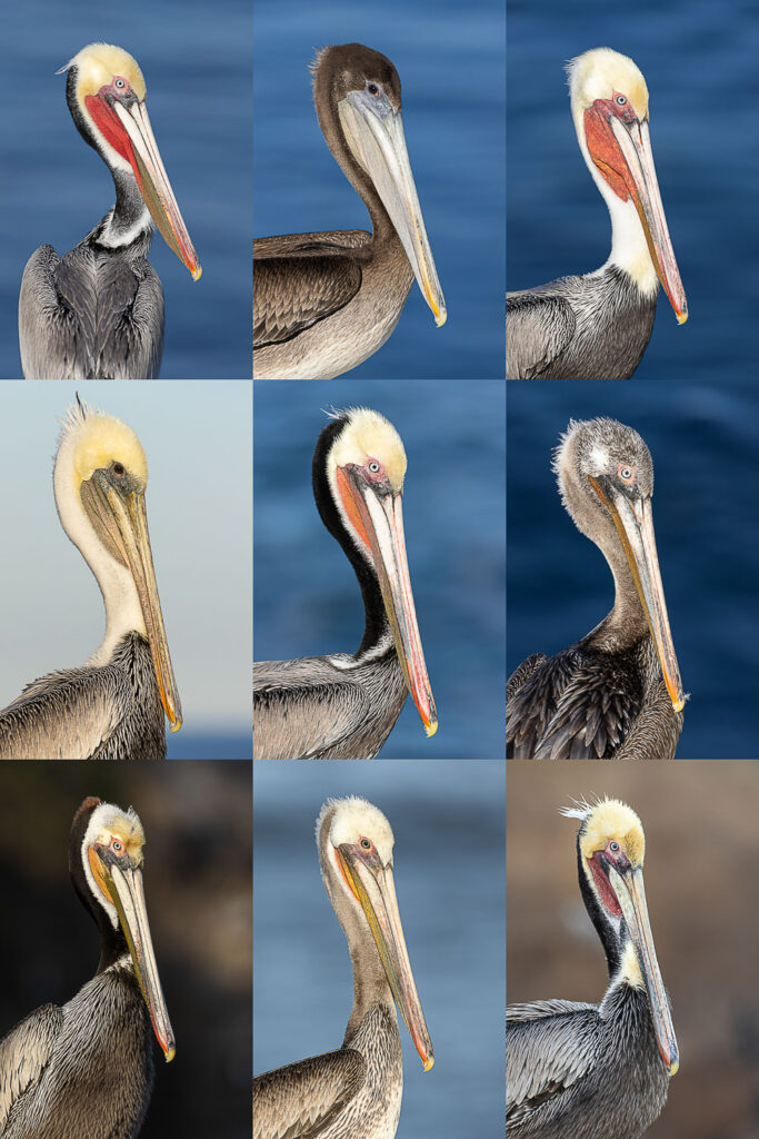 The Best Ever La Jolla Brown Pelican Winter Season Ever, Ever – Natural ...