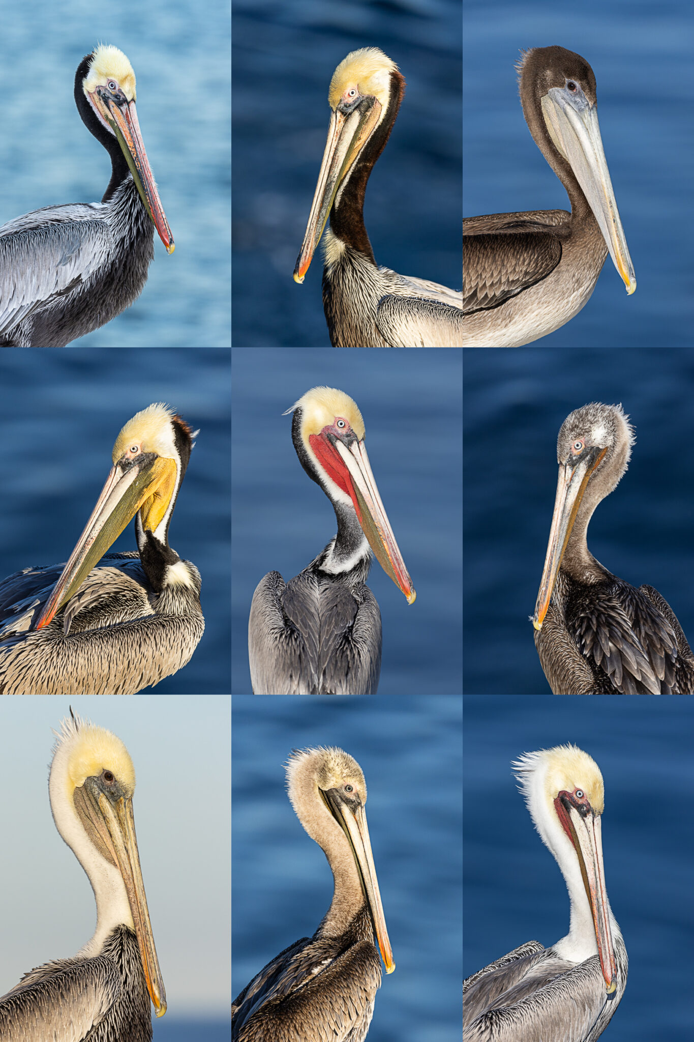 Interesting Variations in California Brown Pelican Plumage, Pelecanus ...
