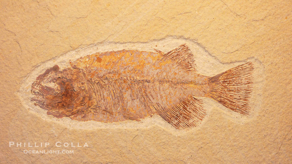 July 2008 – Natural History Photography Blog