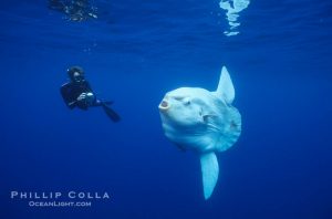 Ocean Sunfish – Natural History Photography Blog