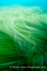 Seagrass Photo, Seagrass photos, Natural History Photography