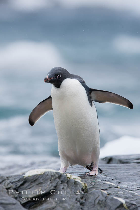 Adelie Penguin photograph, Pygoscelis adeliae, Shingle Cove, Coronation ...