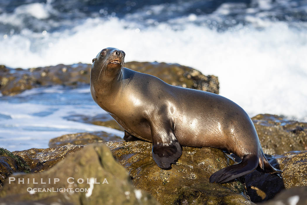 Adult female California Sea Lion, Zalophus californianus, La Jolla
