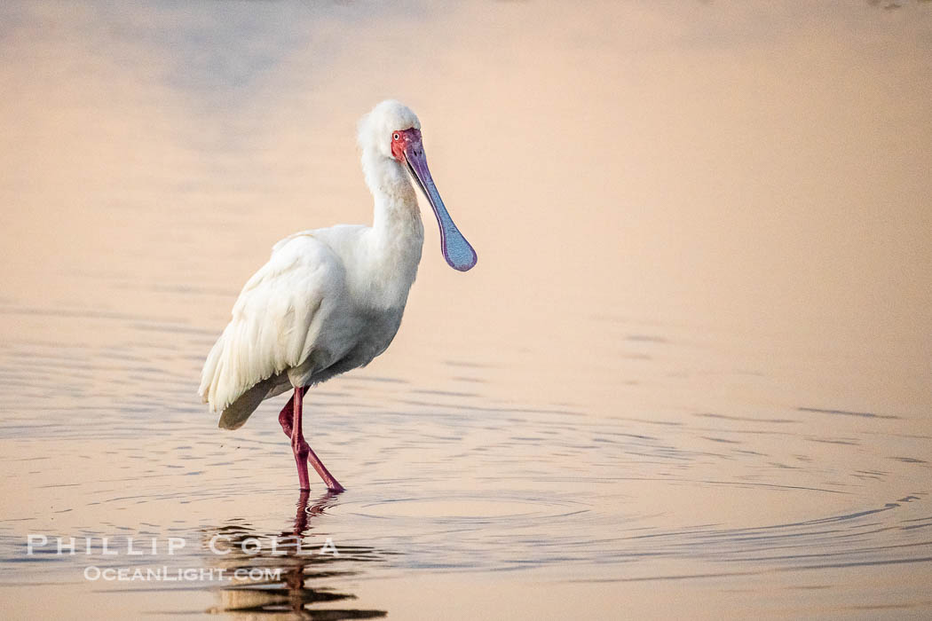 Safari Africano Alba Bivol African Egreta Alba Big Five Fotografie