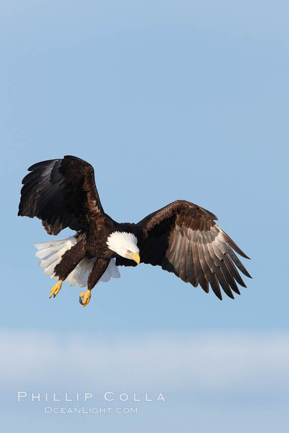 Bald eagle in flight, wing spread, soaring, Haliaeetus leucocephalus, Kachemak Bay, Homer, Alaska