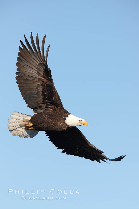 Bald eagle in flight, wings spread, Haliaeetus leucocephalus, Kachemak Bay, Homer, Alaska