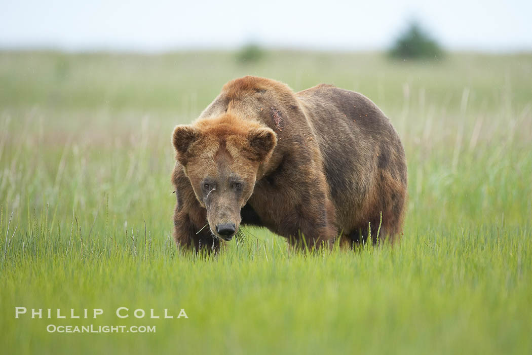 Brown bear, Ursus arctos, Lake Clark National Park, Alaska, #19301
