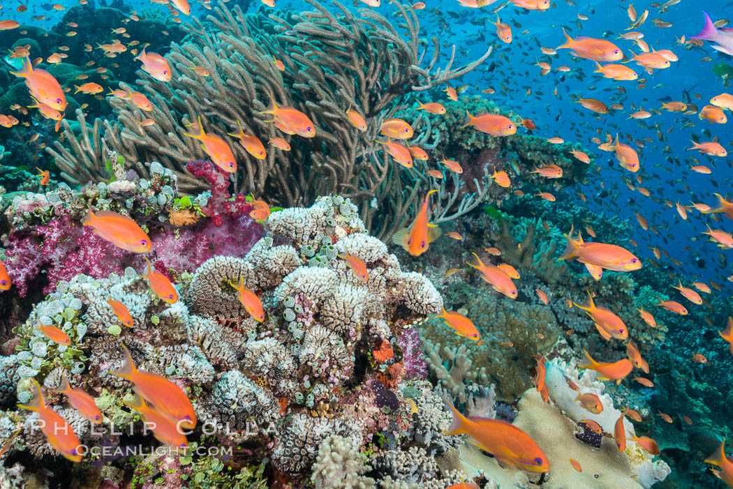 Anthias fairy basslet fish school over a Fijian coral reef, Pseudanthias