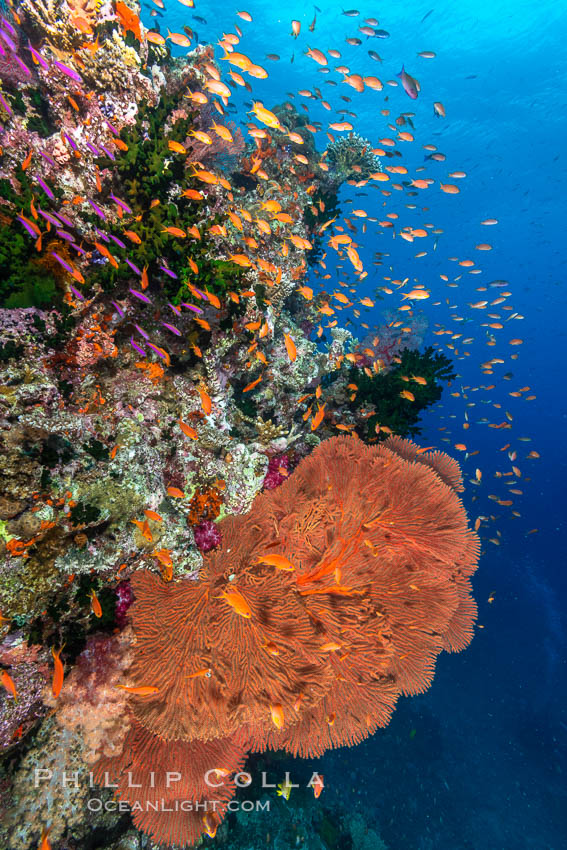Anthias fish schooling over Fiji coral reef, Pseudanthias, Bligh Waters