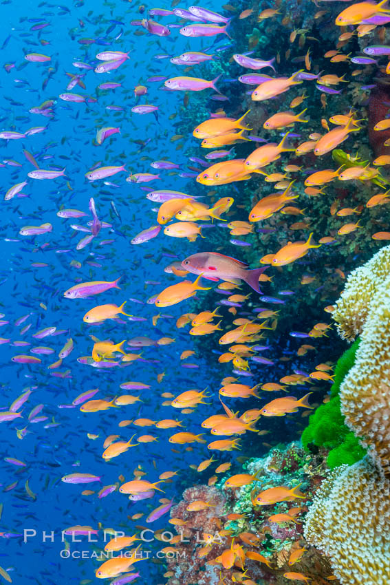 Anthias fish schooling over Fiji coral reef, Pseudanthias, Bligh Waters