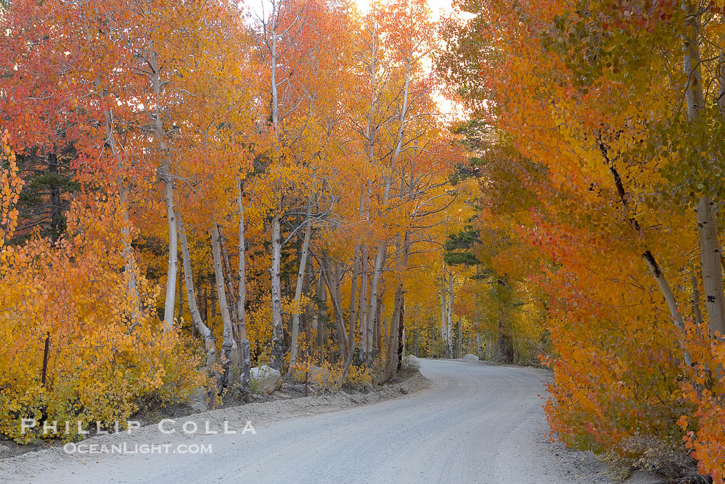 Aspen Trees, North Lake, Populus tremuloides, Bishop Creek Canyon ...