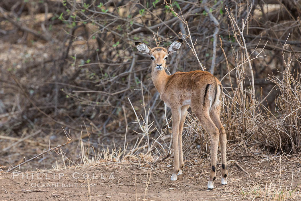 Baby Impala