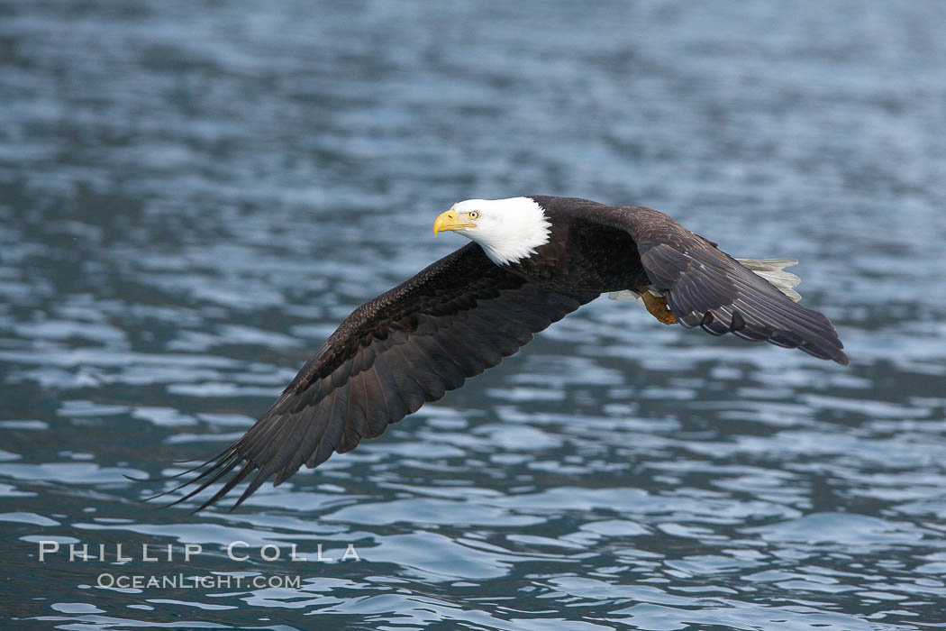 Bald eagle, flying low over the water, Haliaeetus leucocephalus, Kenai ...