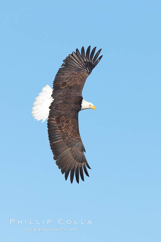 Bald eagle in flight, wing spread, soaring, Haliaeetus leucocephalus, Kachemak Bay, Homer, Alaska