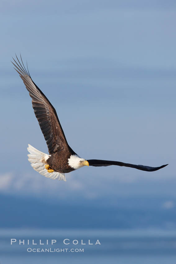 Bald eagle in flight, Kachemak Bay in background, Haliaeetus ...