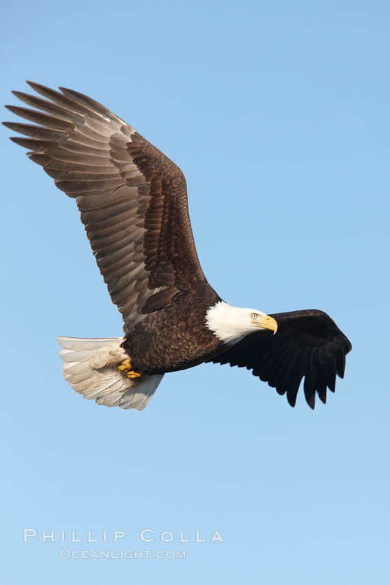 Bald eagle in flight, wings spread, Haliaeetus leucocephalus, Kachemak Bay, Homer, Alaska