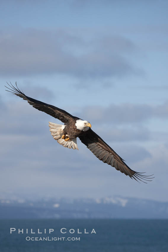 Bald eagle in flight, banking over Kachemak Bay, Haliaeetus ...