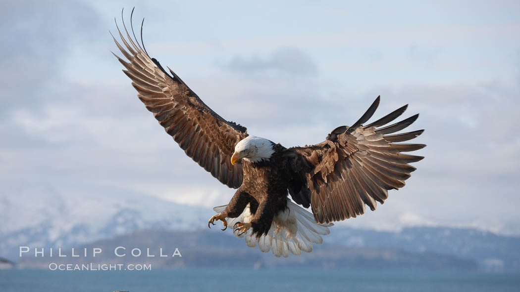 Bald eagle in flight, Haliaeetus leucocephalus, Kachemak Bay, Homer, Alaska