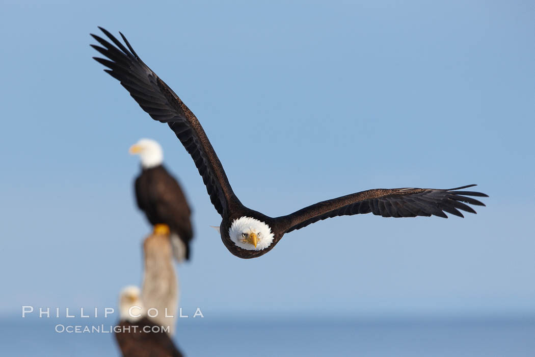 Bald eagle in flight, banking over Kachemak Bay, Haliaeetus ...
