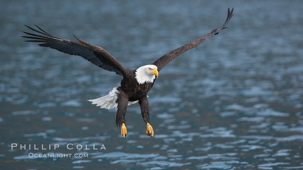 Bald eagle, flying low over the water, Haliaeetus leucocephalus, Kenai ...