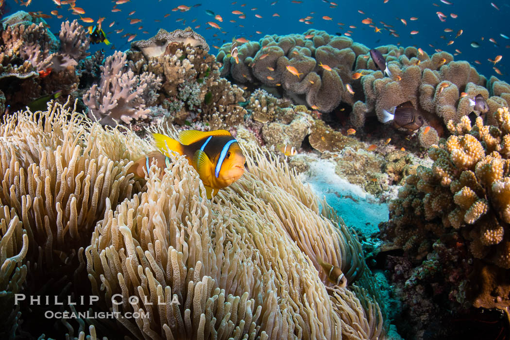 Beautiful Coral Reef Scene, Fiji, Vatu I Ra Passage, Bligh Waters, Viti ...