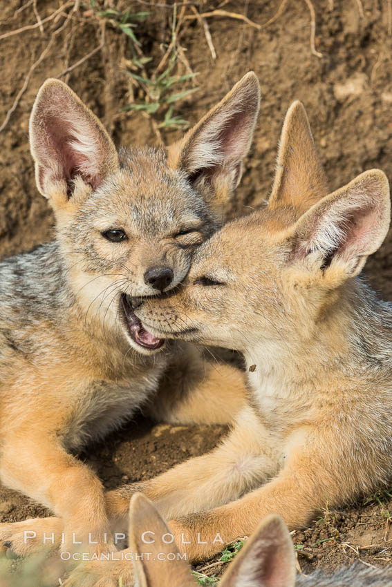 Baby Jackal