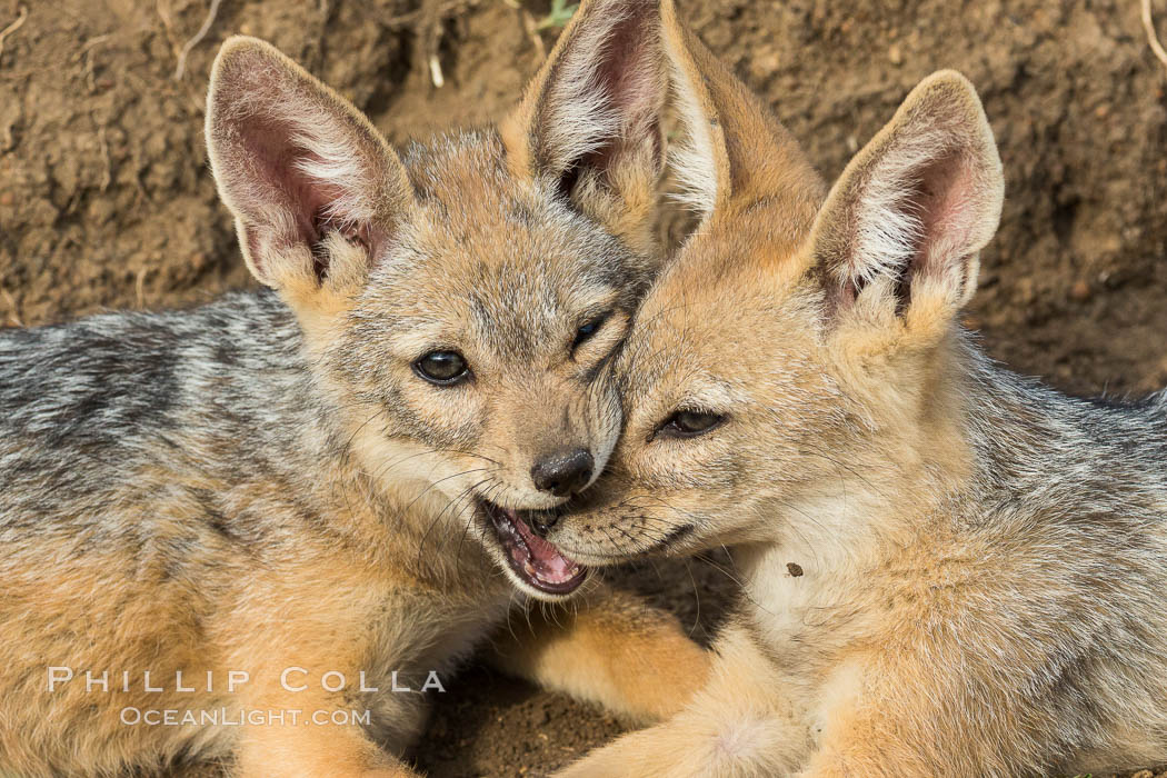 Cute Baby Jackal