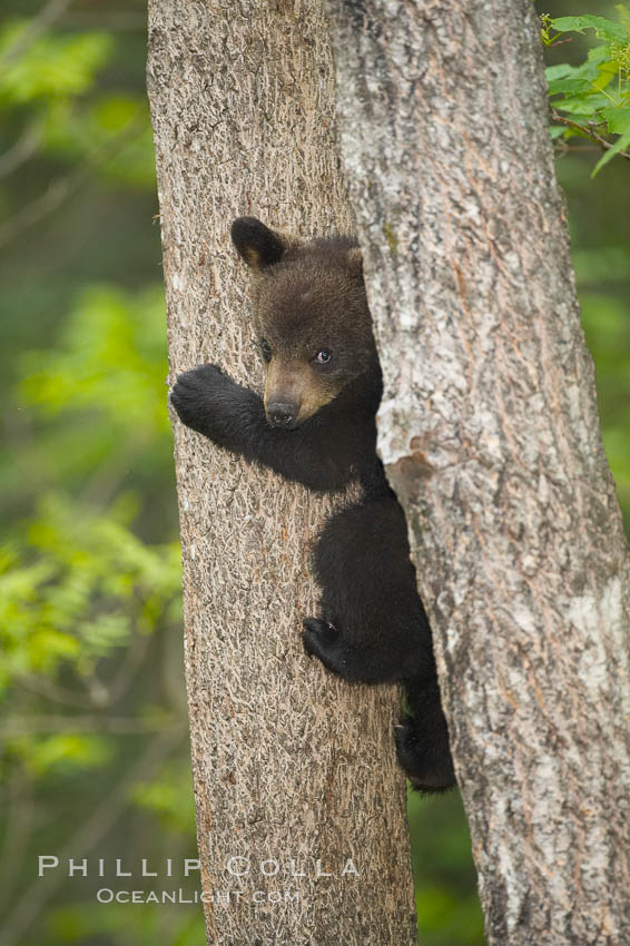 Black bear cub in a tree, Ursus americanus, Orr, Minnesota, #18892