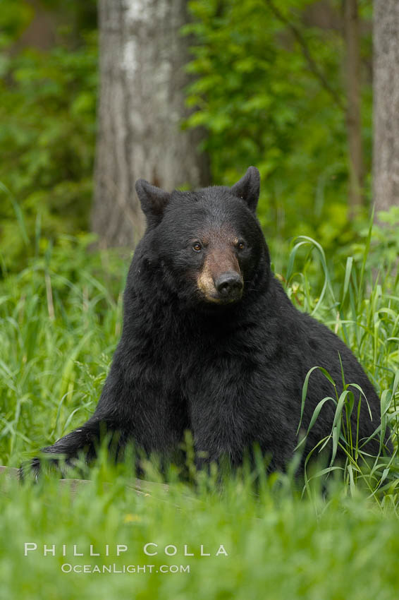 Black bear portrait sitting in long grass, Ursus americanus, Orr, Minnesota