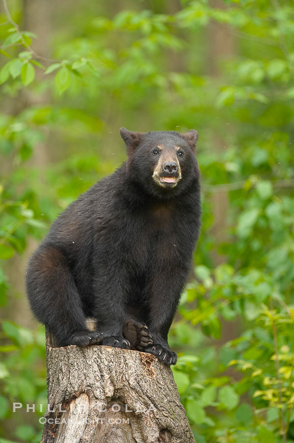 American black bear, Ursus americanus, Orr, Minnesota, #18949