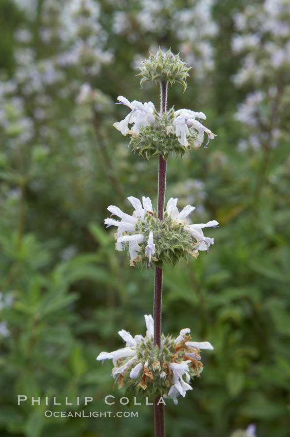 Black sage, Salvia mellifera, San Elijo Lagoon, Encinitas, California