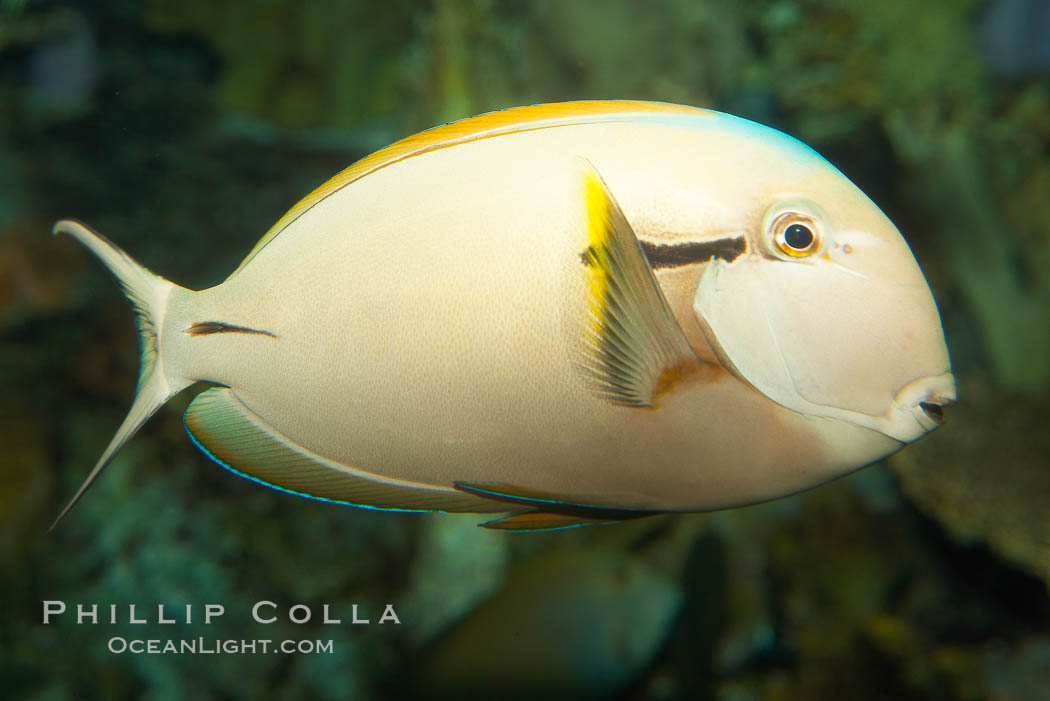 Blackstripe surgeonfish, Acanthurus nigricaudas, #12961
