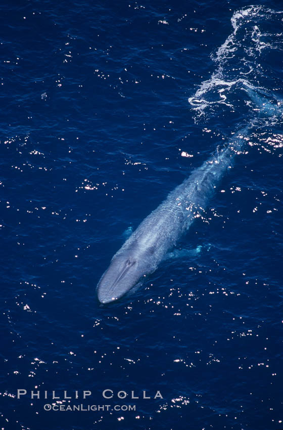 Blue whale surfacing, Baja California (Mexico), Balaenoptera musculus photo