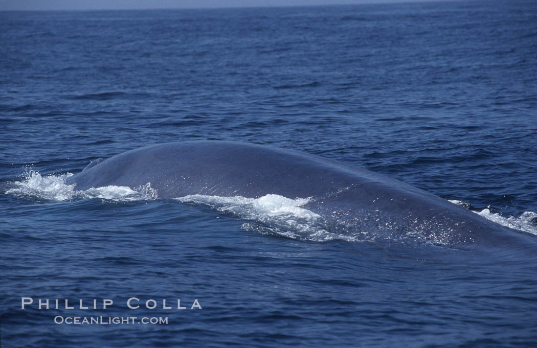 Blue whale surfacing, Baja California (Mexico), Balaenoptera musculus