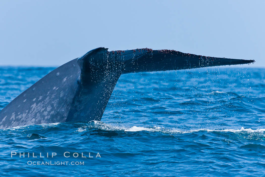 Blue whale, raising fluke prior to diving for food, Balaenoptera ...