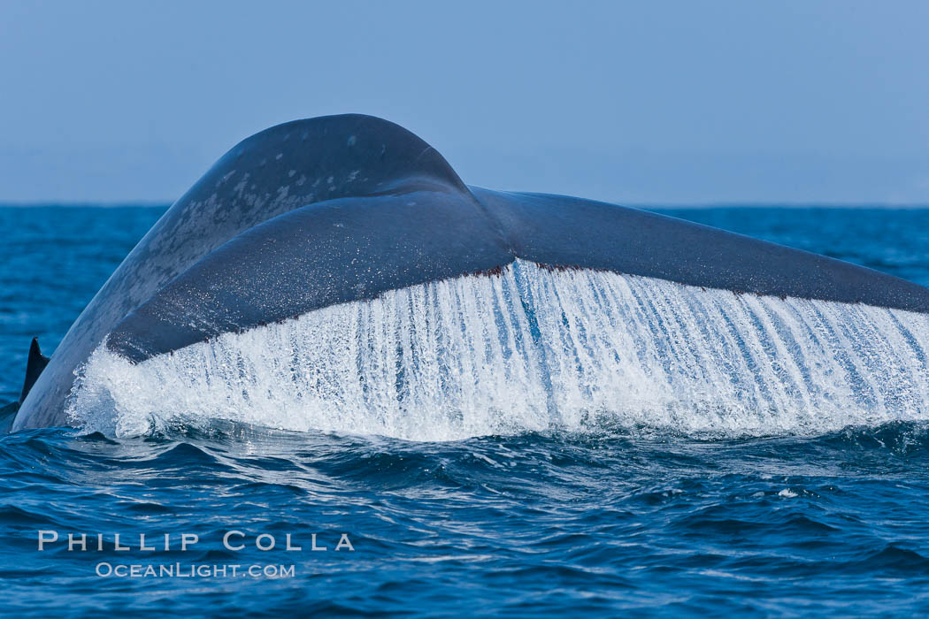 Blue whale, raising fluke prior to diving for food, Balaenoptera ...