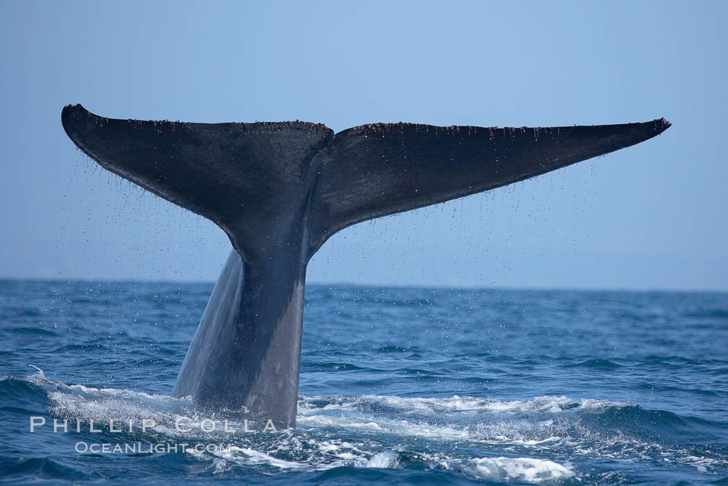 Blue whale, raising fluke prior to diving for food, Balaenoptera ...