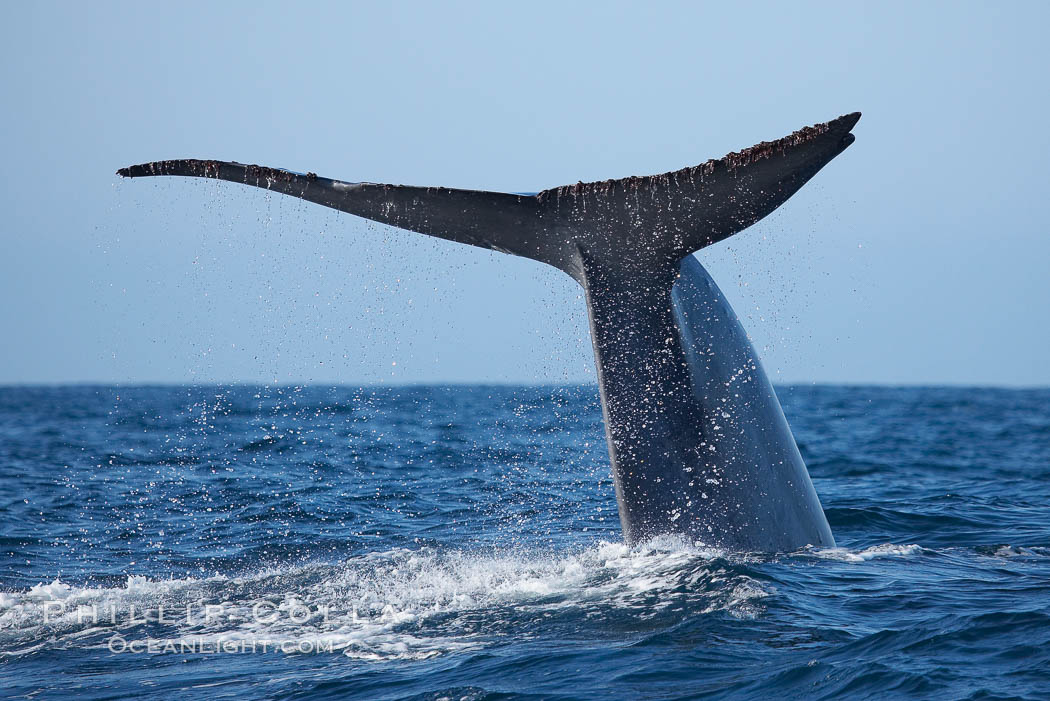 Blue whale, raising fluke prior to diving for food, Balaenoptera ...