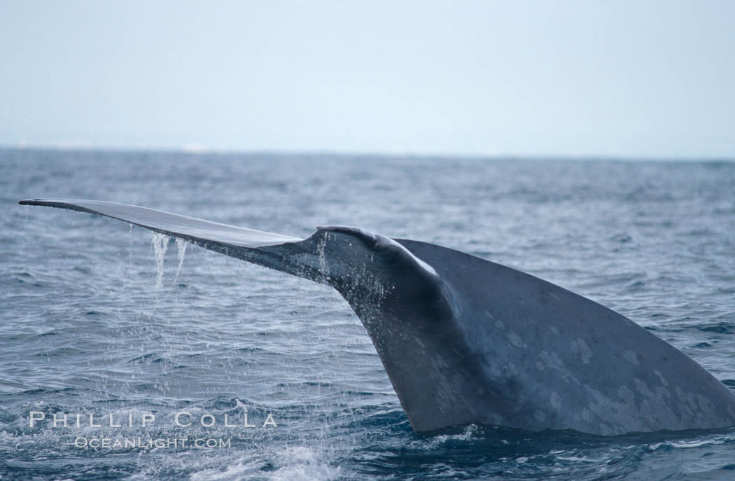 Blue whale, Balaenoptera musculus, #05831