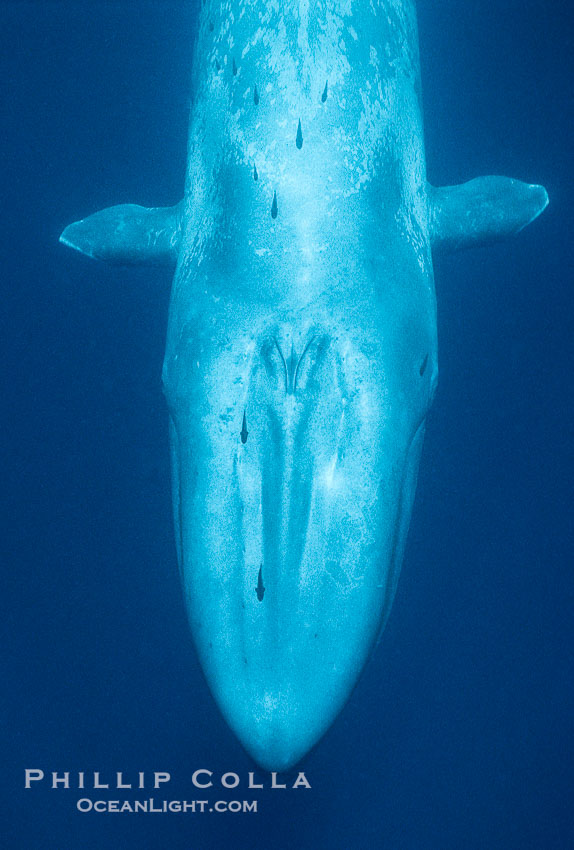 Blue whale with remora, Balaenoptera musculus, #01904