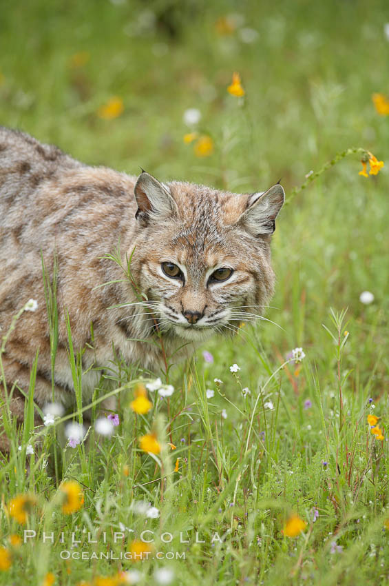 Bobcat, Lynx rufus, #15924, Natural History Photography