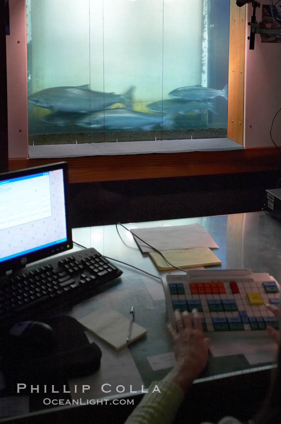 Bonneville Dam Salmon Count, Columbia River, Bonneville Dam and Locks ...