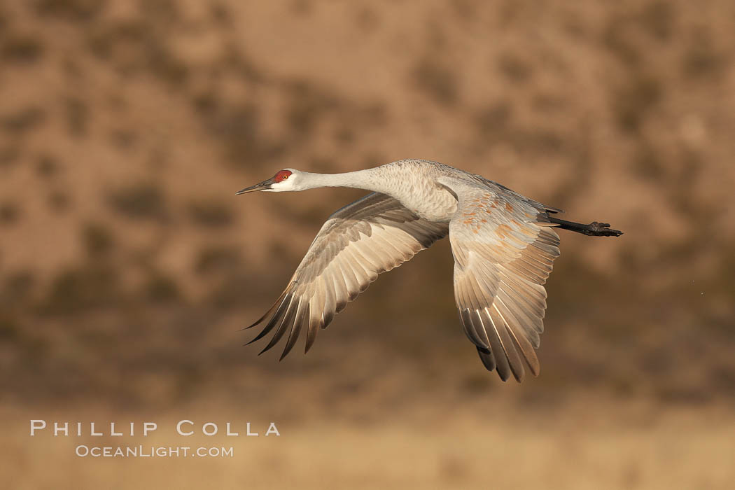Sandhill crane spreads its broad wings as it takes flight in early ...