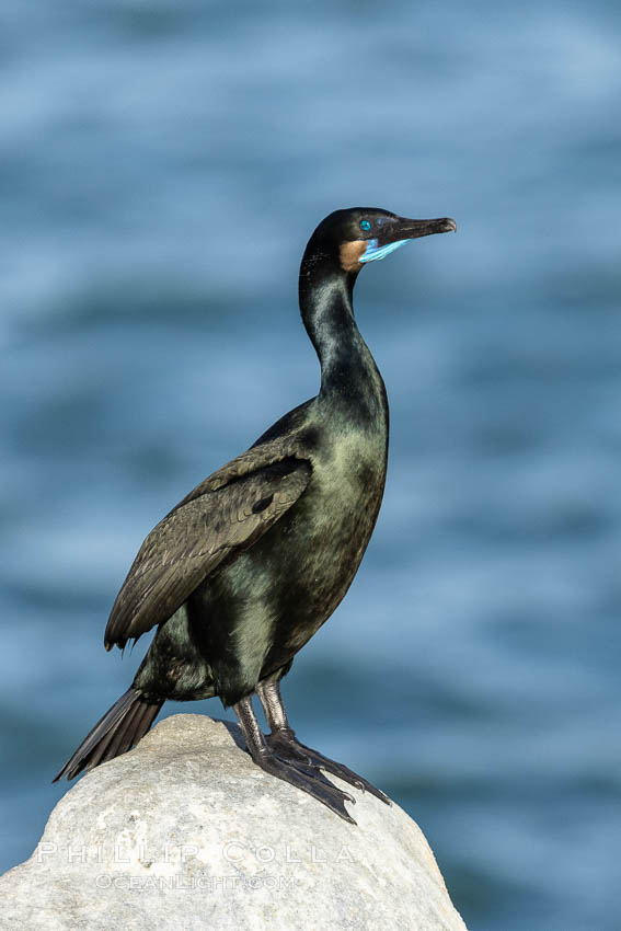 Brandt's cormorant, Phalacrocorax penicillatus, La Jolla, California